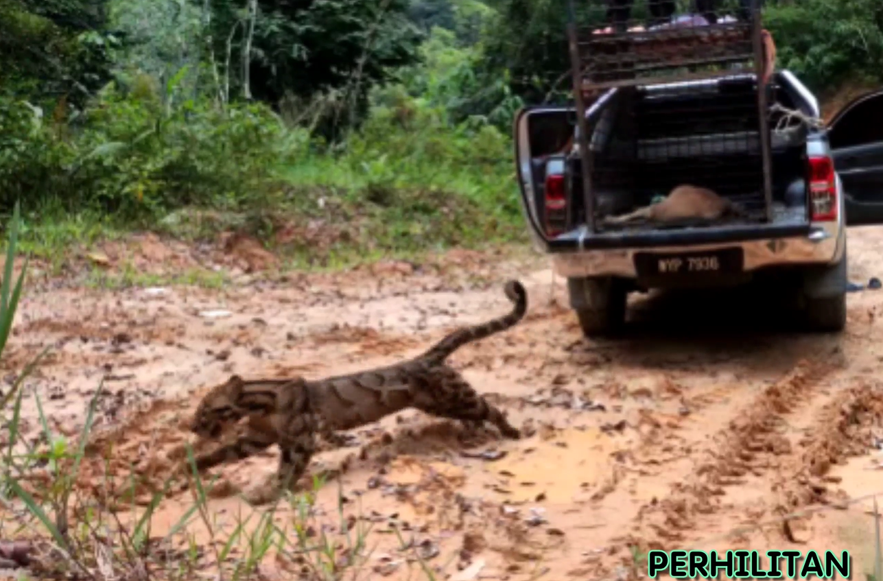 Born Free: Tiger makes a run as it is set free | Weekly-Echo