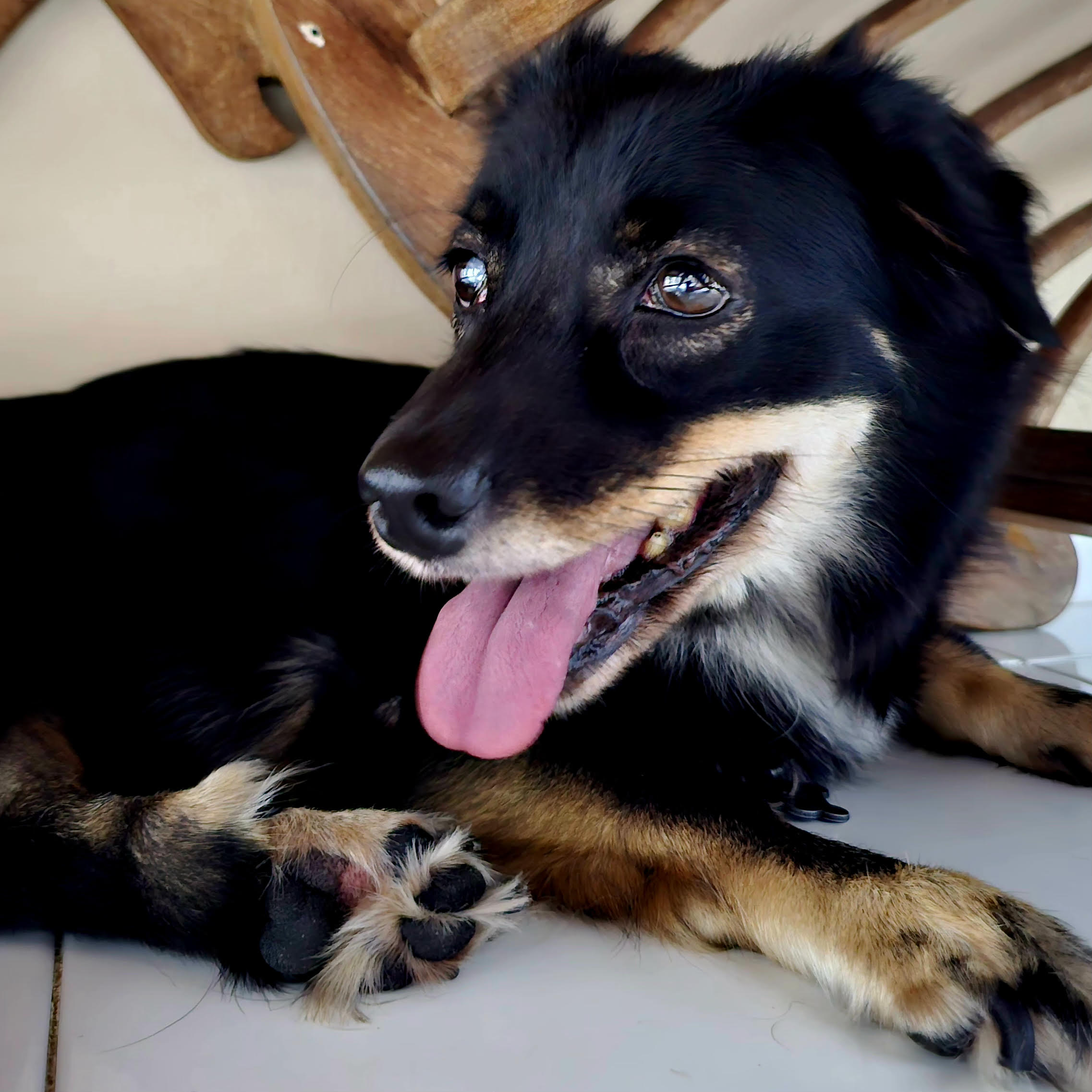 A dog by any other breed | Weekly-Echo