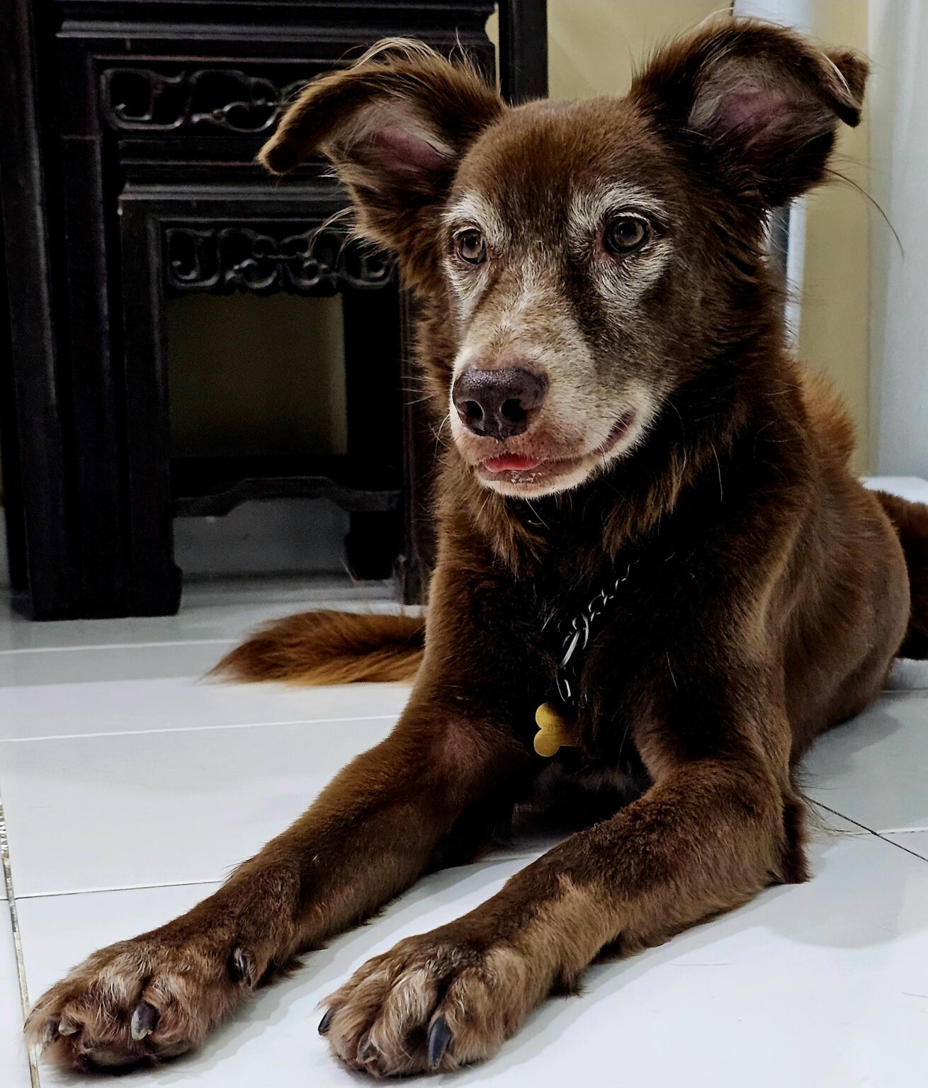 A dog by any other breed | Weekly-Echo