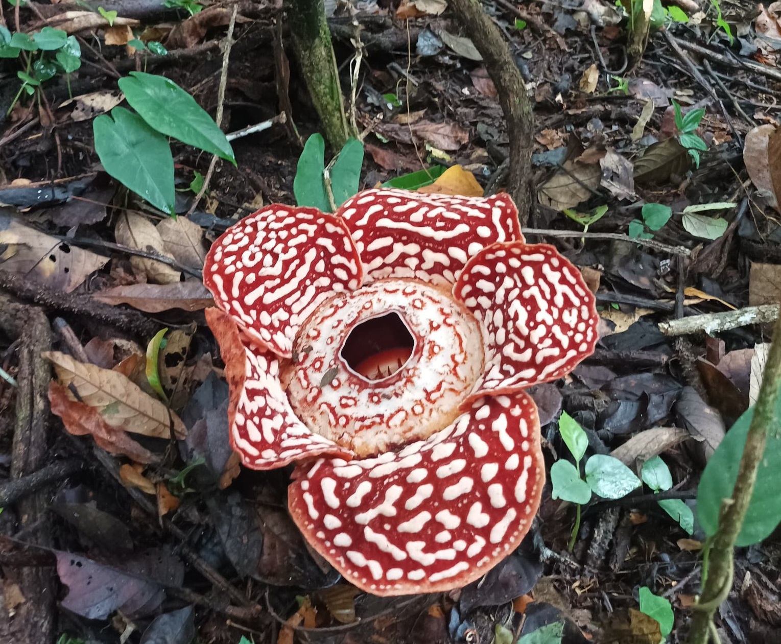 Sabah’s Pin Supu Forest Reserve makes history, receives IUCN Green List ...