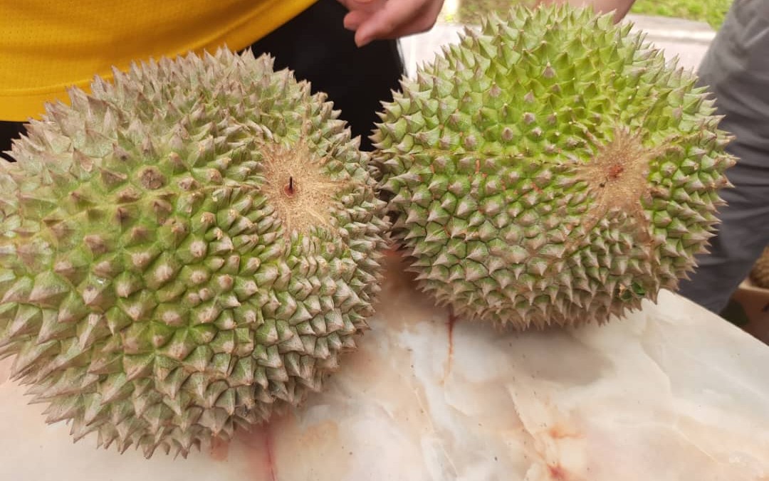 Another 3 new durian varieties from MARDI in 2 years | Weekly-Echo